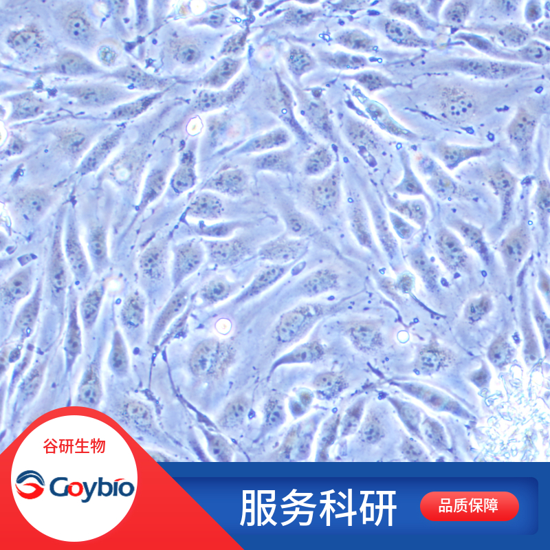 小鼠外周血来源内皮祖细胞说明书、小鼠外周血来源内皮祖细胞价格、小鼠外周血来源内皮祖细胞图片、小鼠外周血来源内皮祖细胞规格 上海谷研实业有限公司